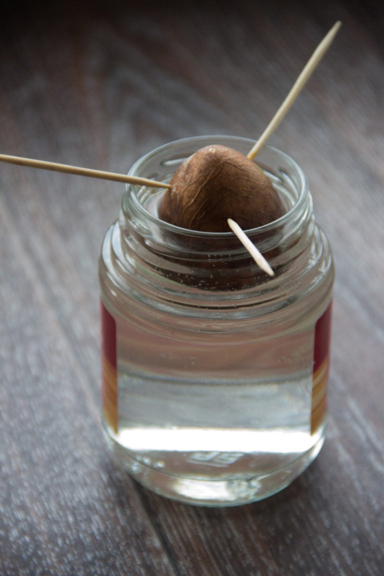 7 Unexpected Ways To Use Avocado Pits
