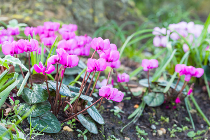 14 Winter Blooming Flowers & Shrubs For A Vibrant Winter Garden