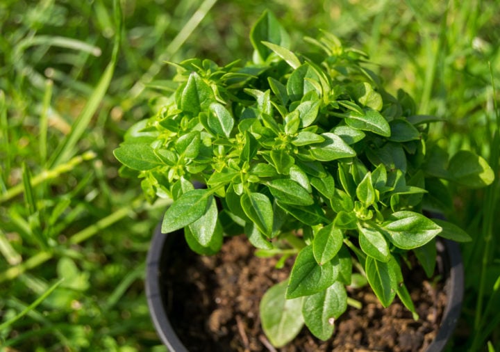 15 Exciting Basil Varieties To Grow In Your Herb Garden