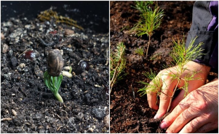 How to Grow a Christmas Tree From Seed