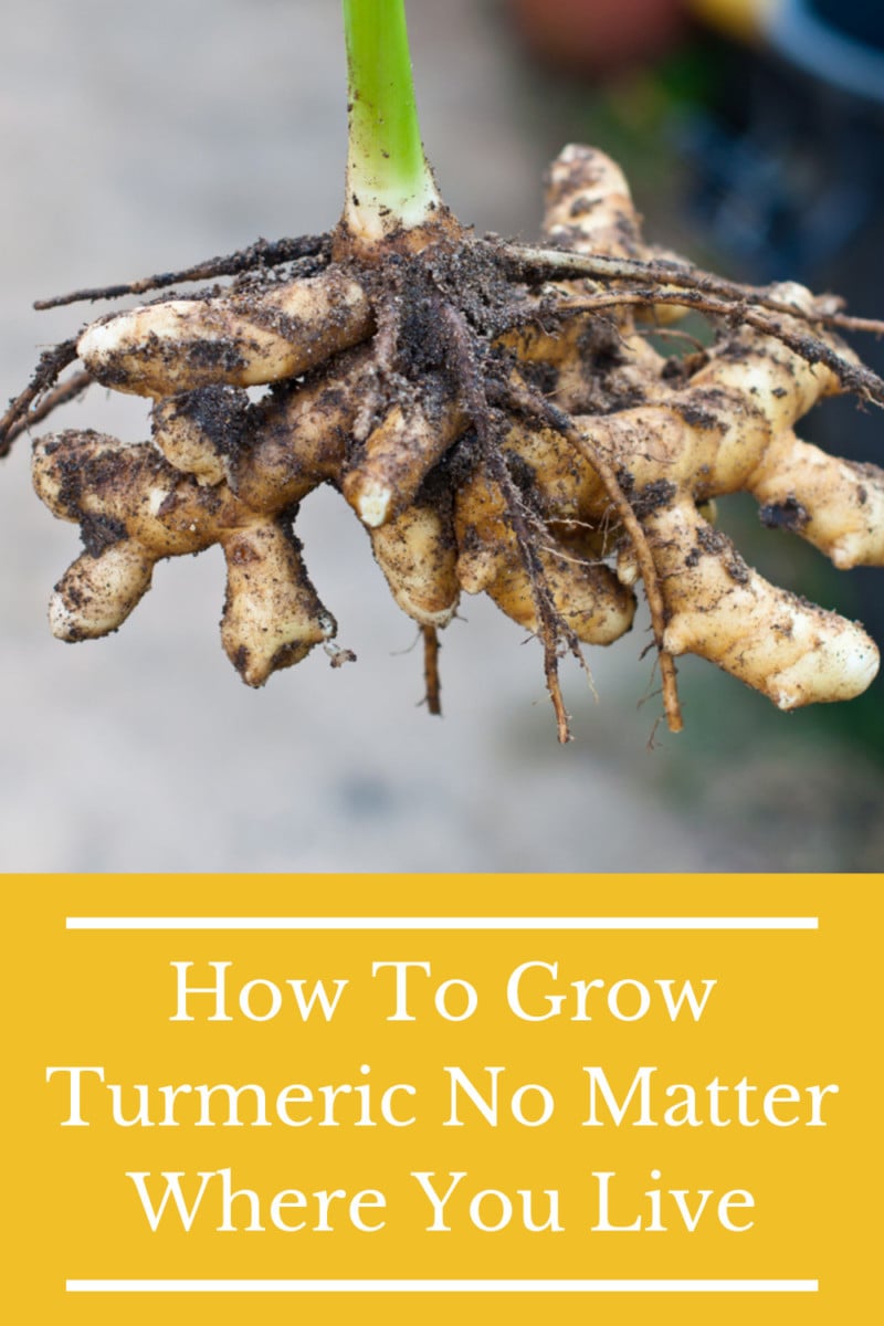 How To Grow Turmeric No Matter Where You Live