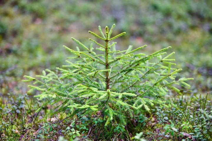 How to Grow a Christmas Tree From Seed