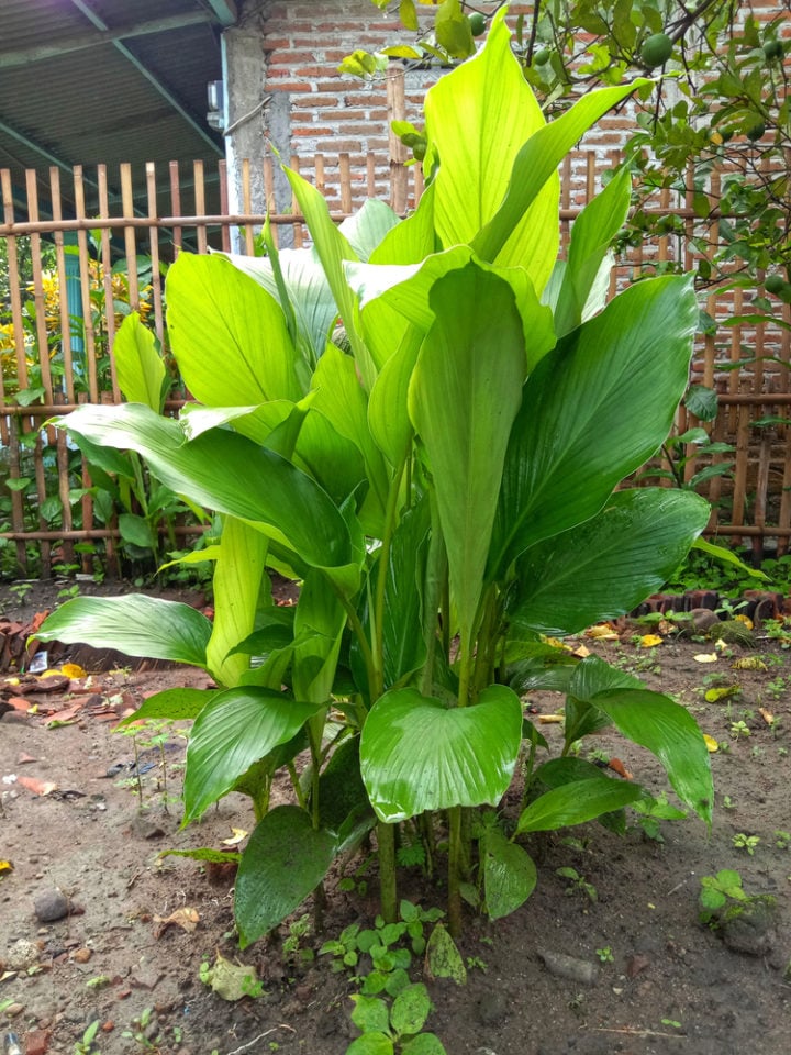 How To Grow Turmeric No Matter Where You Live