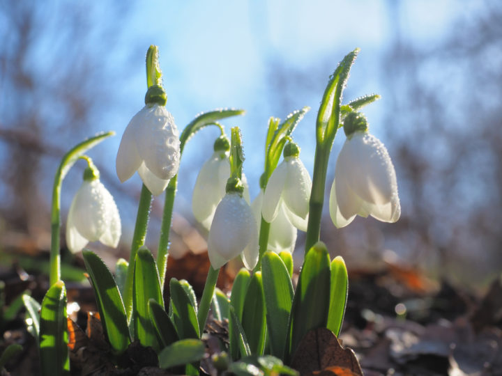 14 Winter Blooming Flowers & Shrubs For A Vibrant Winter Garden