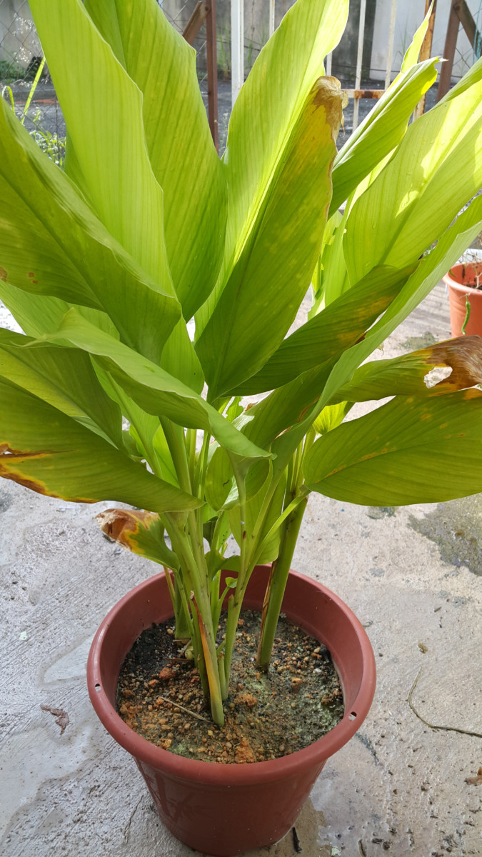 How To Grow Turmeric No Matter Where You Live