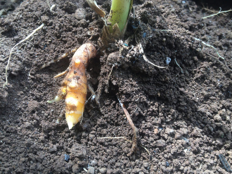 How To Grow Turmeric No Matter Where You Live