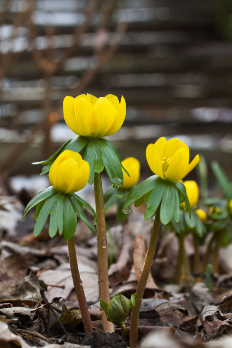 14 Winter Blooming Flowers & Shrubs For A Vibrant Winter Garden