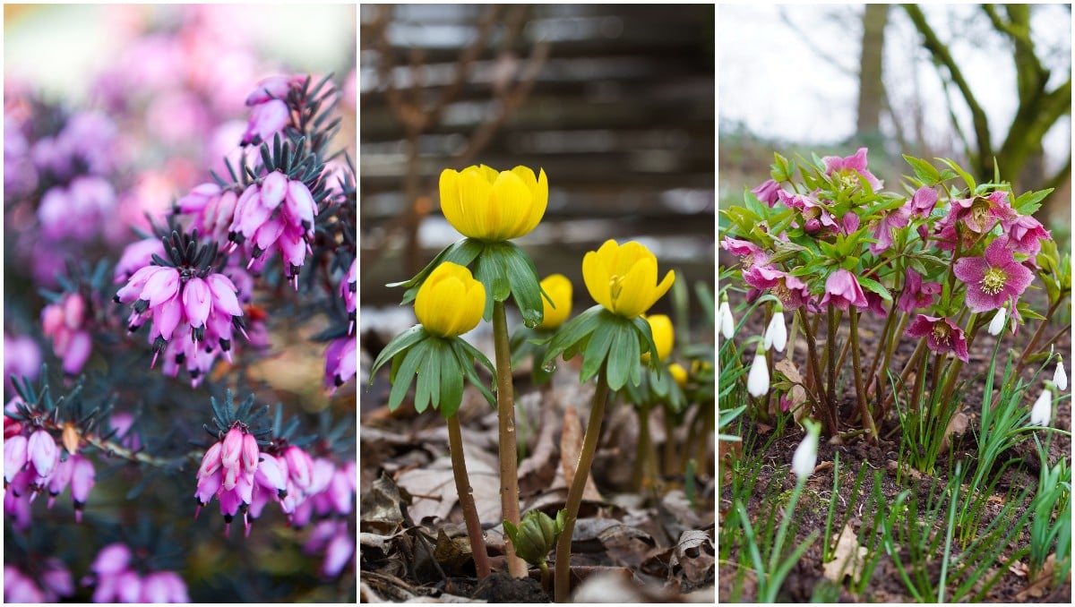 14 Winter Blooming Flowers & Shrubs For A Vibrant Winter Garden