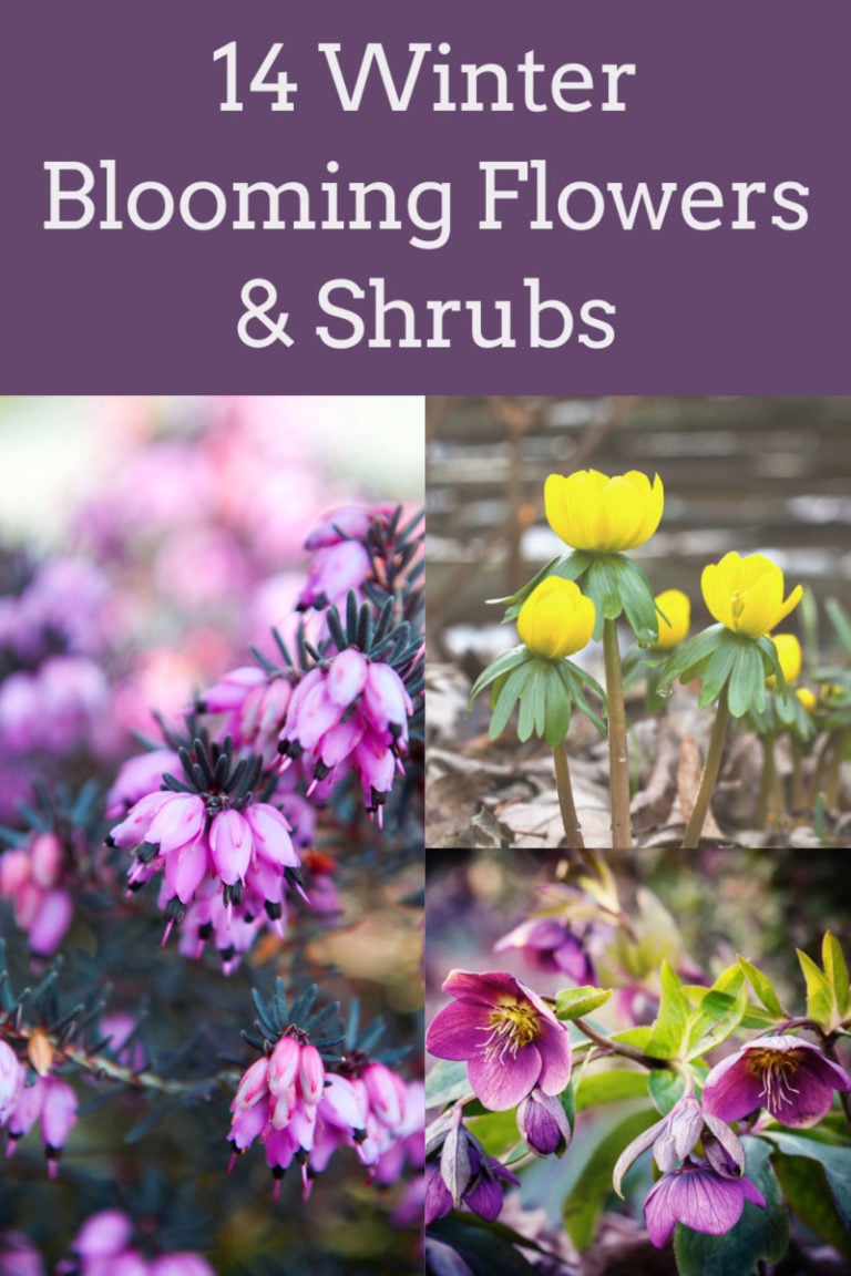 14 Winter Blooming Flowers & Shrubs For A Vibrant Winter Garden