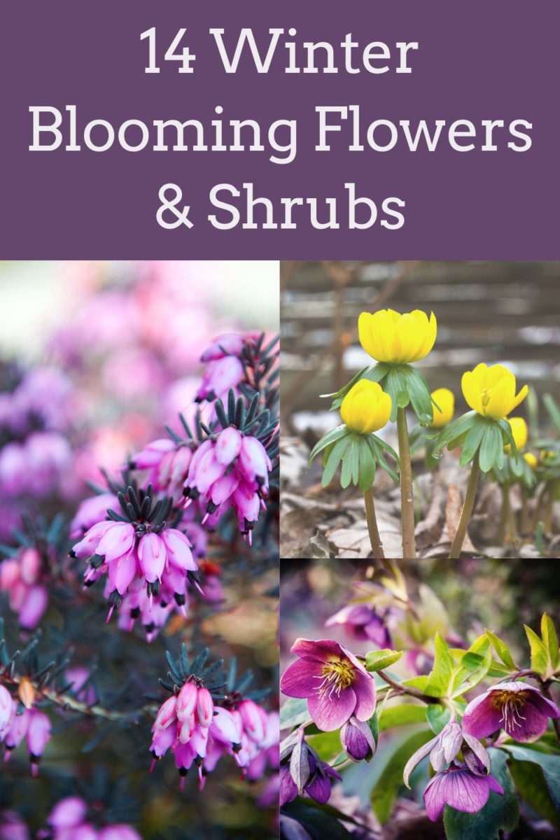 14 Winter Blooming Flowers & Shrubs For A Vibrant Winter Garden
