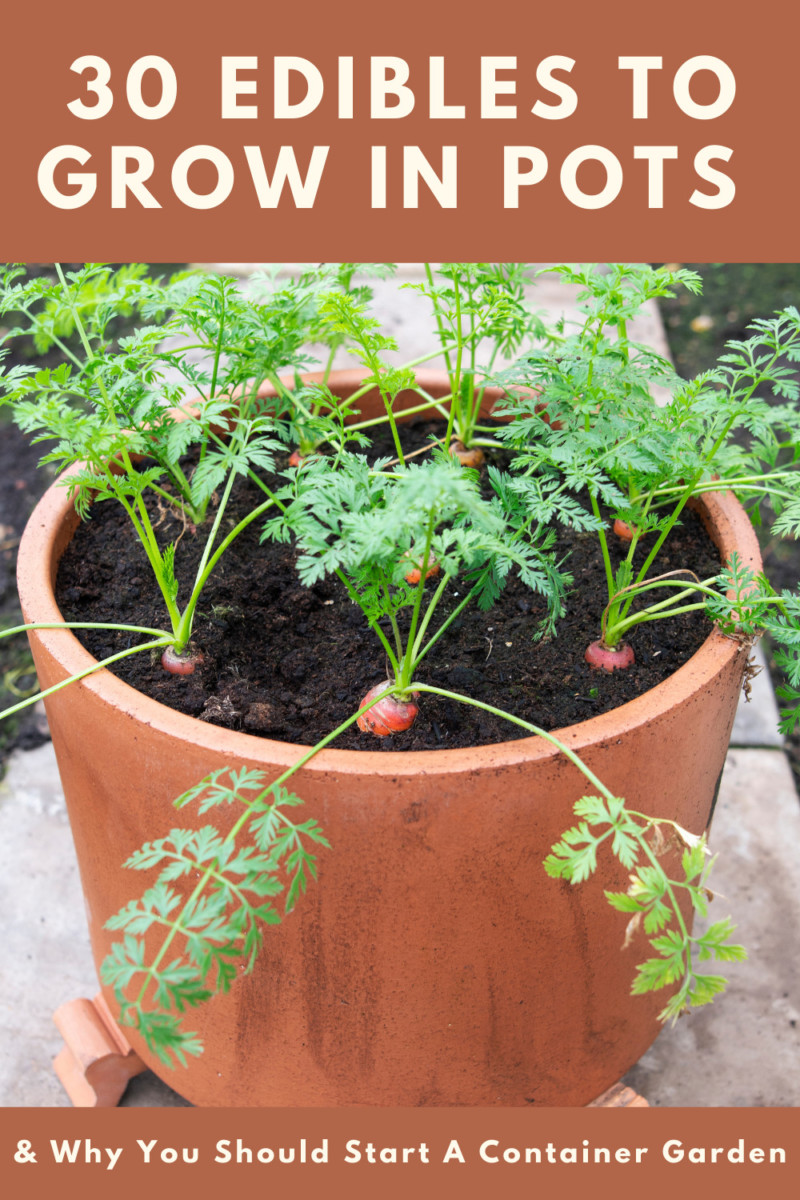Container Veg Gardening: 30 Edibles To Grow In Pots & Why You Should