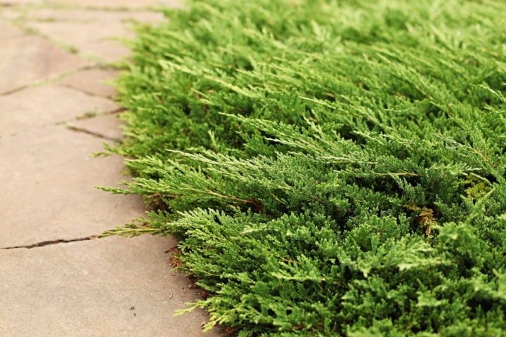14 Beautiful & Low Maintenance Ground Cover Plants & Flowers