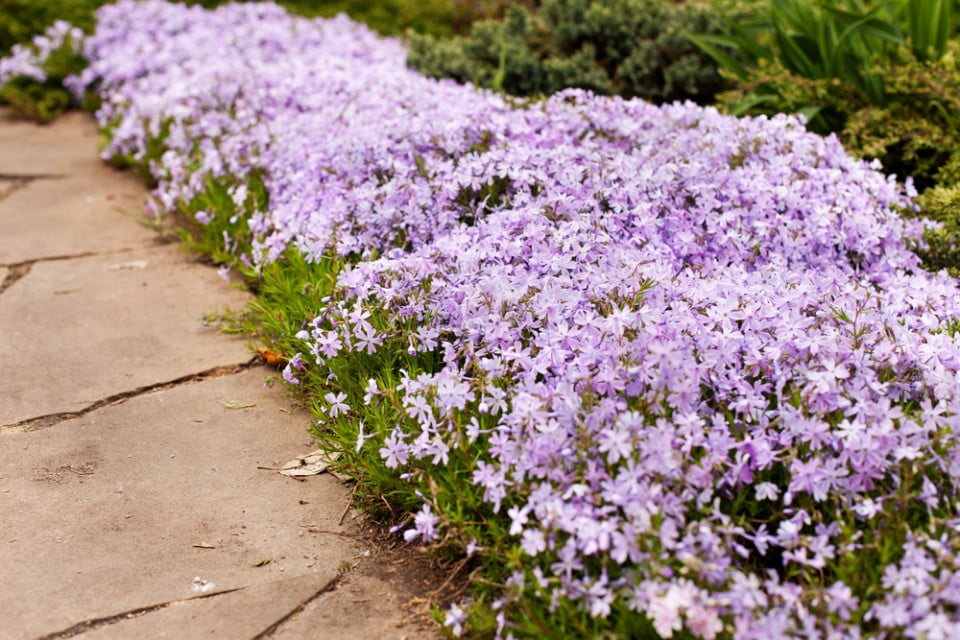 14 Beautiful & Low Maintenance Ground Cover Plants & Flowers