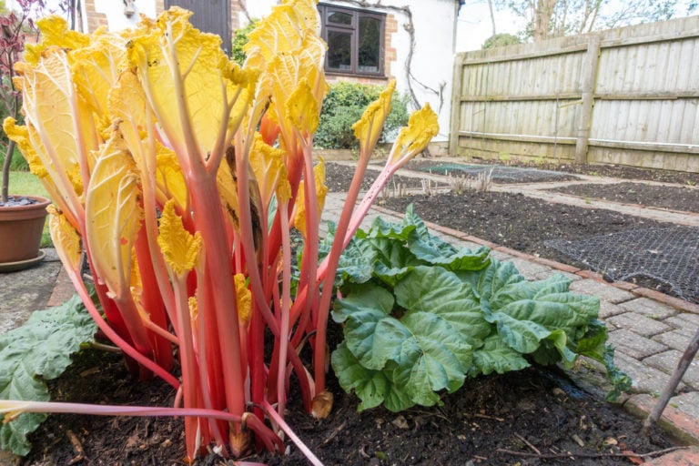 How To Force Rhubarb For An Earlier, Sweeter Harvest