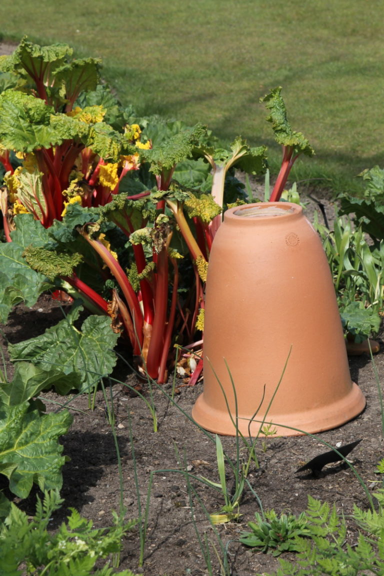 How To Force Rhubarb For An Earlier, Sweeter Harvest