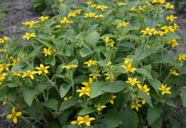 14 Beautiful & Low Maintenance Ground Cover Plants & Flowers