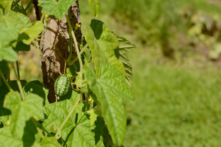 How to Grow Cucamelons - a Surprisingly Charming Little Fruit