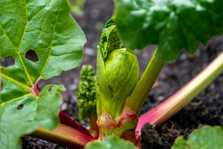 How To Grow Rhubarb - The Perennial That Produces For Decades