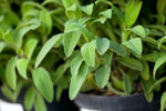 Top 10 Cooking Herbs To Grow In Your Culinary Herb Garden