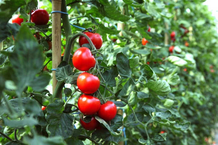 12 Fast Maturing Tomato Varieties For Short-Season Growers