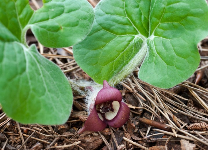 14 Beautiful & Low Maintenance Ground Cover Plants & Flowers