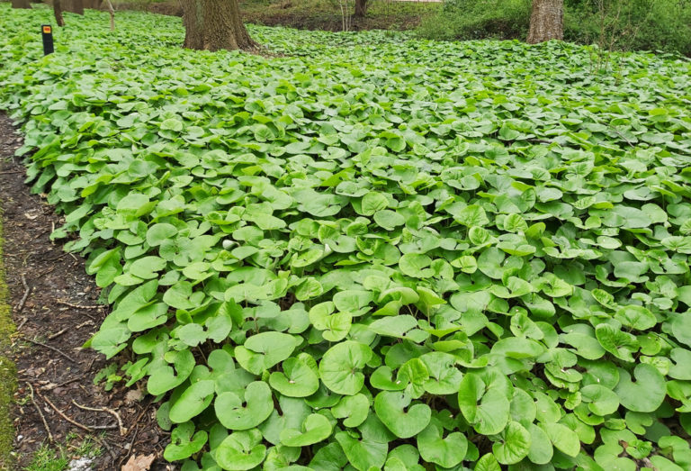 14 Beautiful & Low Maintenance Ground Cover Plants & Flowers