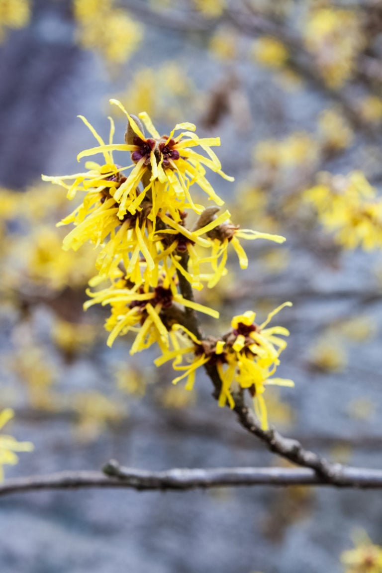 30 Fantastic Ways to Use Witch Hazel Around Your Home