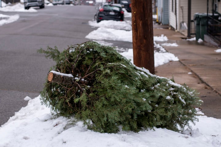 14 Uses For Your Old Christmas Tree You Probably Never Knew