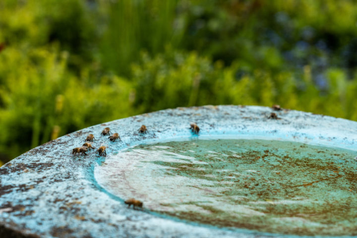 13 Practical Ways You Can Help Pollinators - With Advice From a ...