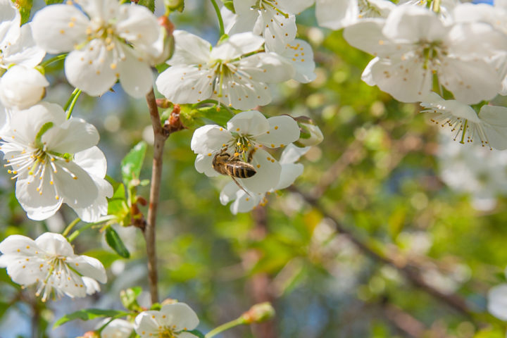 13 Practical Ways You Can Help Pollinators - With Advice From a ...