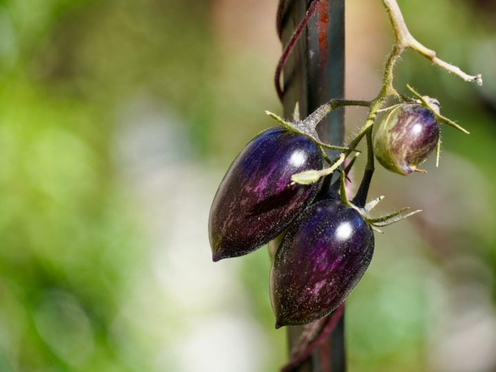 Tiny Tomatoes: 31 Cherry & Grape Tomato Varieties to Grow This Year