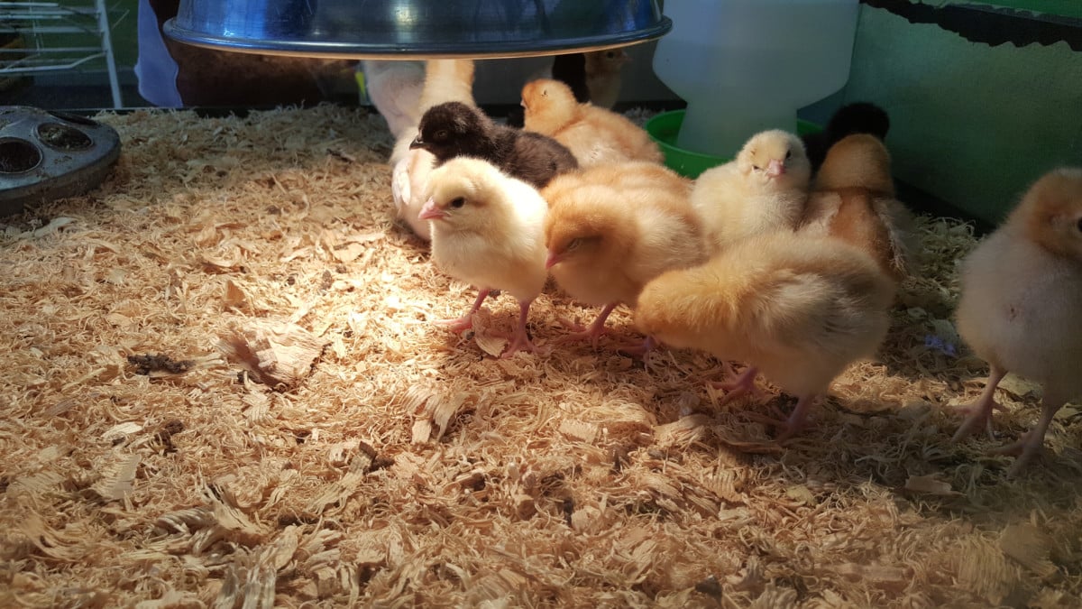 11 Common Chick Brooding Mistakes