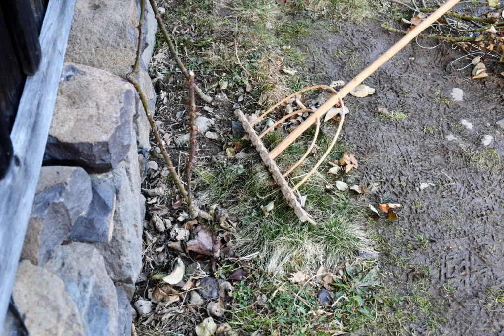 Pruning Roses In Late Winter - For Healthier Plants & More Blossoms
