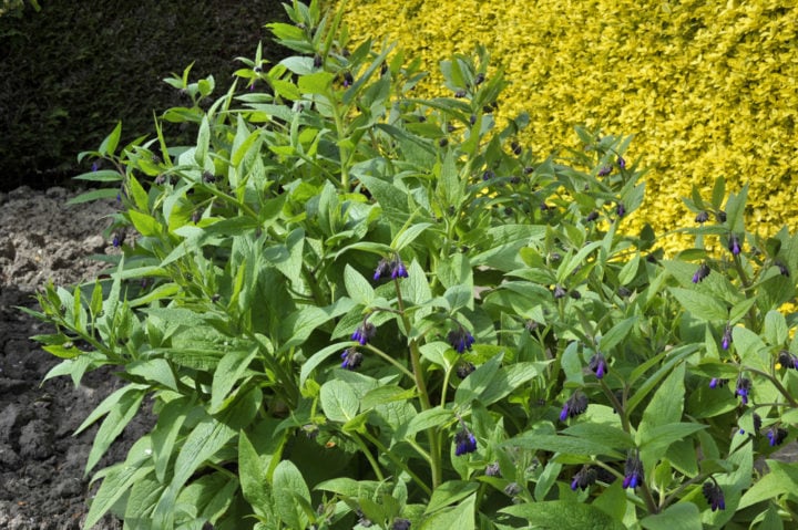 7 Reasons Every Gardener Should Grow Comfrey