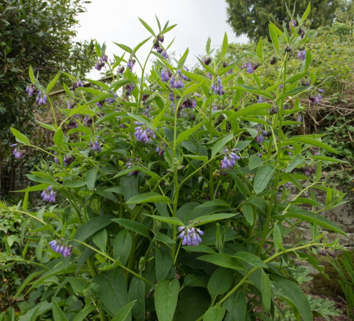 7 Reasons Every Gardener Should Grow Comfrey