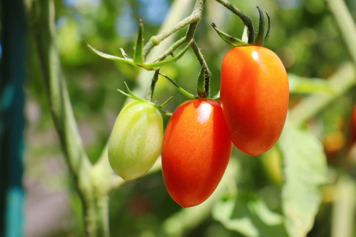 Tiny Tomatoes: 31 Cherry & Grape Tomato Varieties to Grow This Year