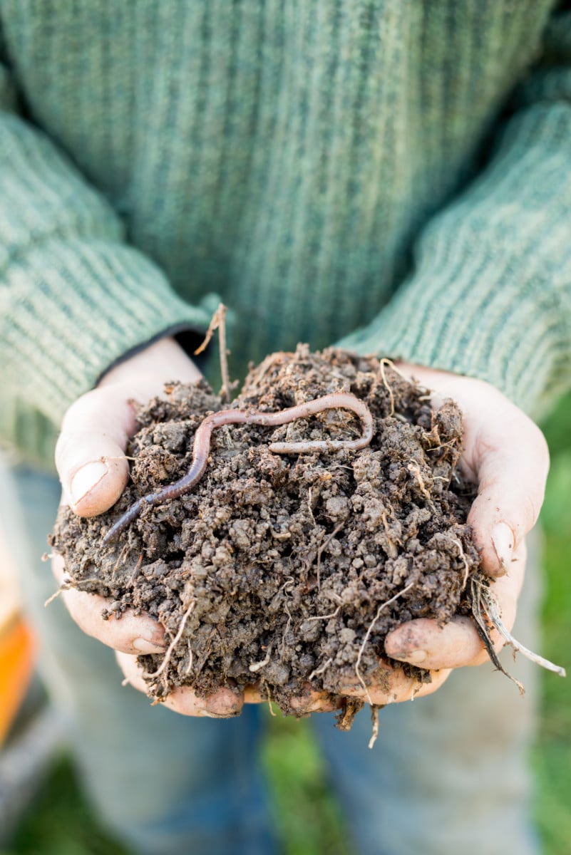 Why You Need More Earthworms In Your Soil & How To Get Them