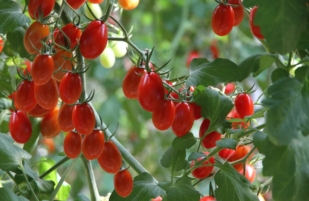 Tiny Tomatoes: 31 Cherry & Grape Tomato Varieties to Grow This Year