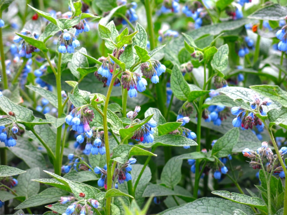 7 Reasons Every Gardener Should Grow Comfrey