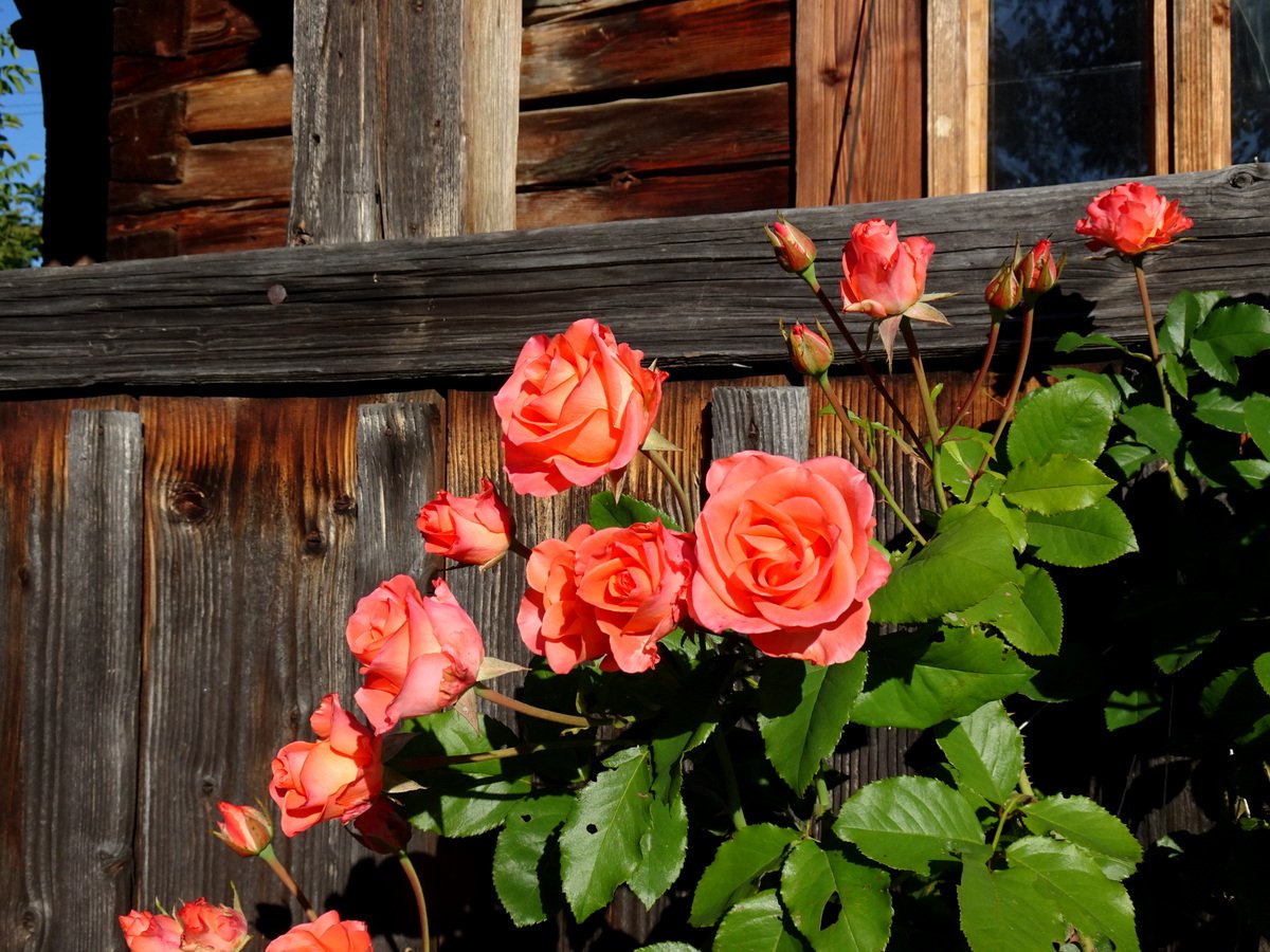 Pruning Roses In Late Winter - For Healthier Plants & More Blossoms
