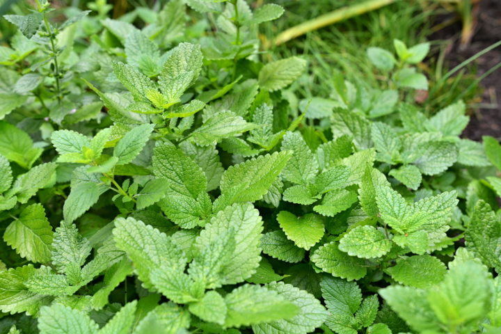 12 Herbs That Happily Grow in the Shade