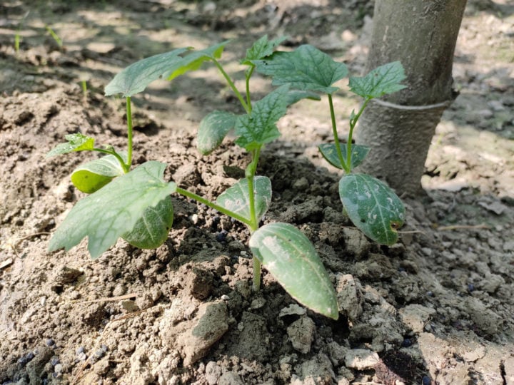 How To Grow Loofah Sponges & 9 Brilliant Ways To Use Them