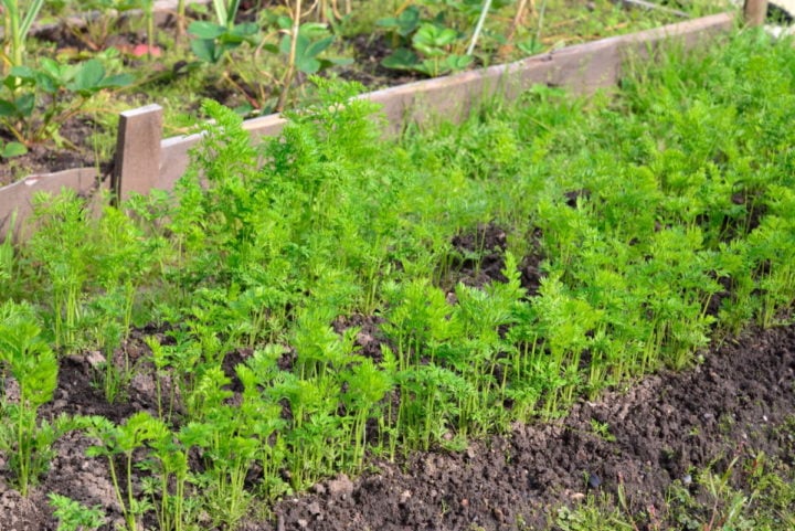 Plant Spacing - 30 Vegetables & Their Spacing Requirements