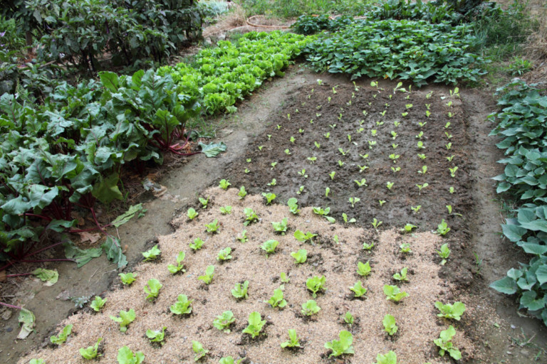 Plant Spacing - 30 Vegetables & Their Spacing Requirements