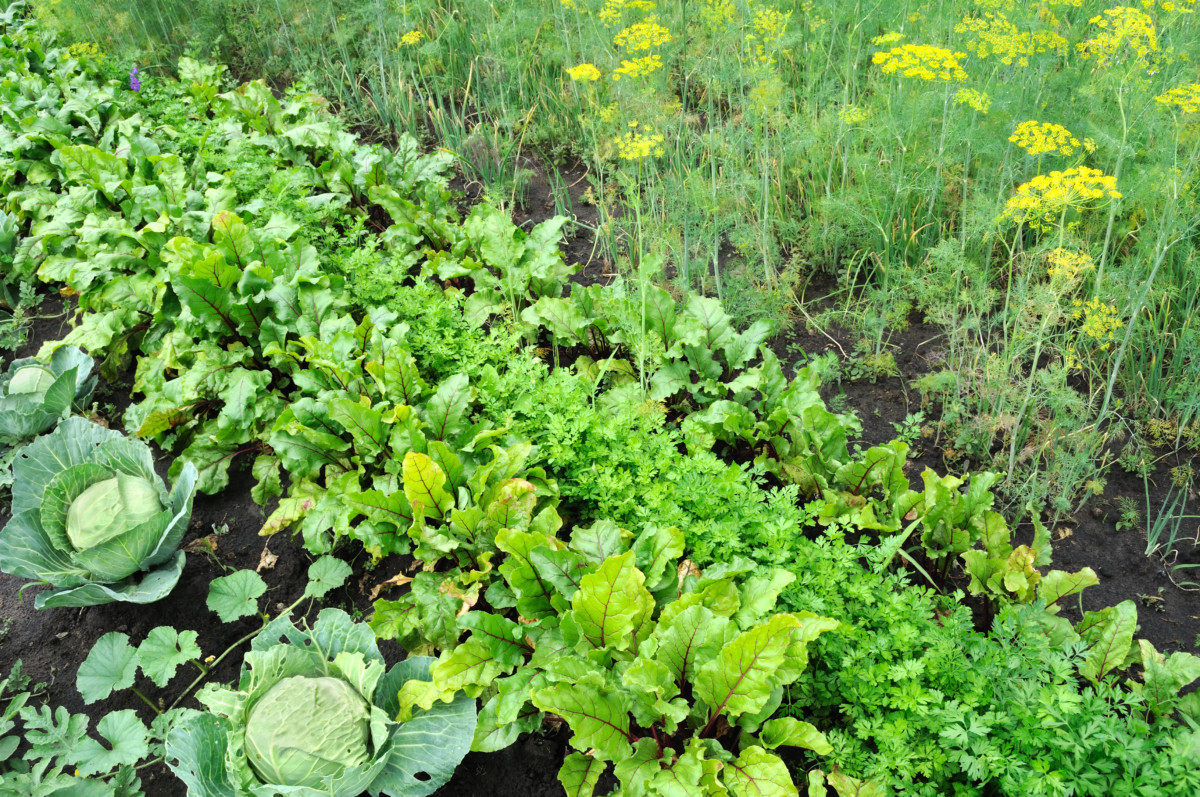 Plant Spacing - 30 Vegetables & Their Spacing Requirements