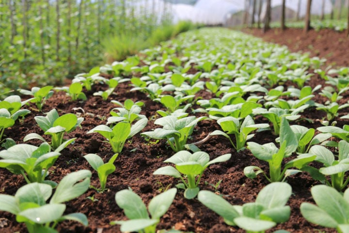 Plant Spacing - 30 Vegetables & Their Spacing Requirements