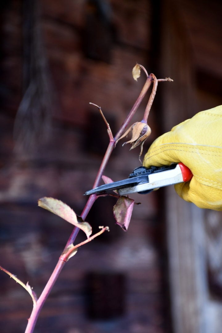 Pruning Roses In Late Winter - For Healthier Plants & More Blossoms