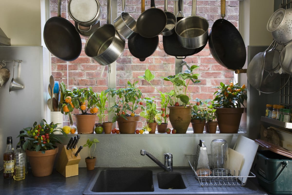 Windowsill Vegetable Garden: 17 Edibles You Can Grow Indoors