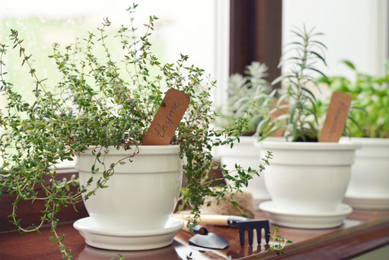 Windowsill Vegetable Garden: 17 Edibles You Can Grow Indoors