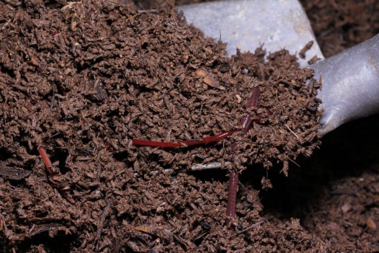Why You Need More Earthworms In Your Soil & How To Get Them